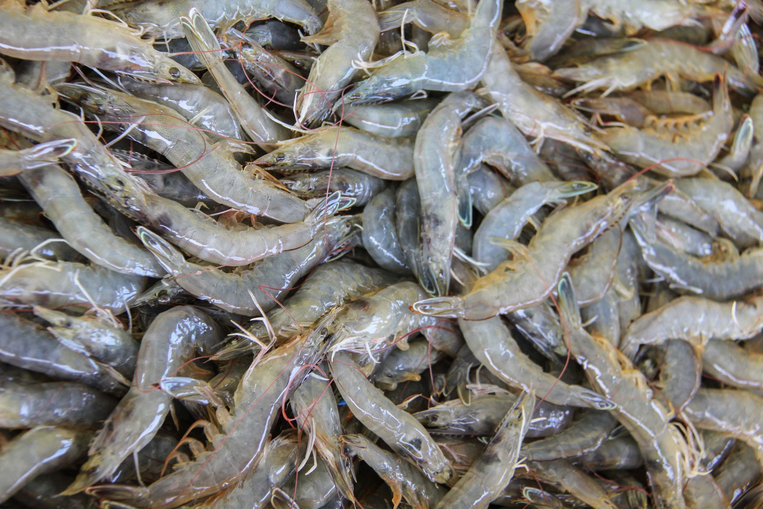Pasar Udang - Trobosaqua.com