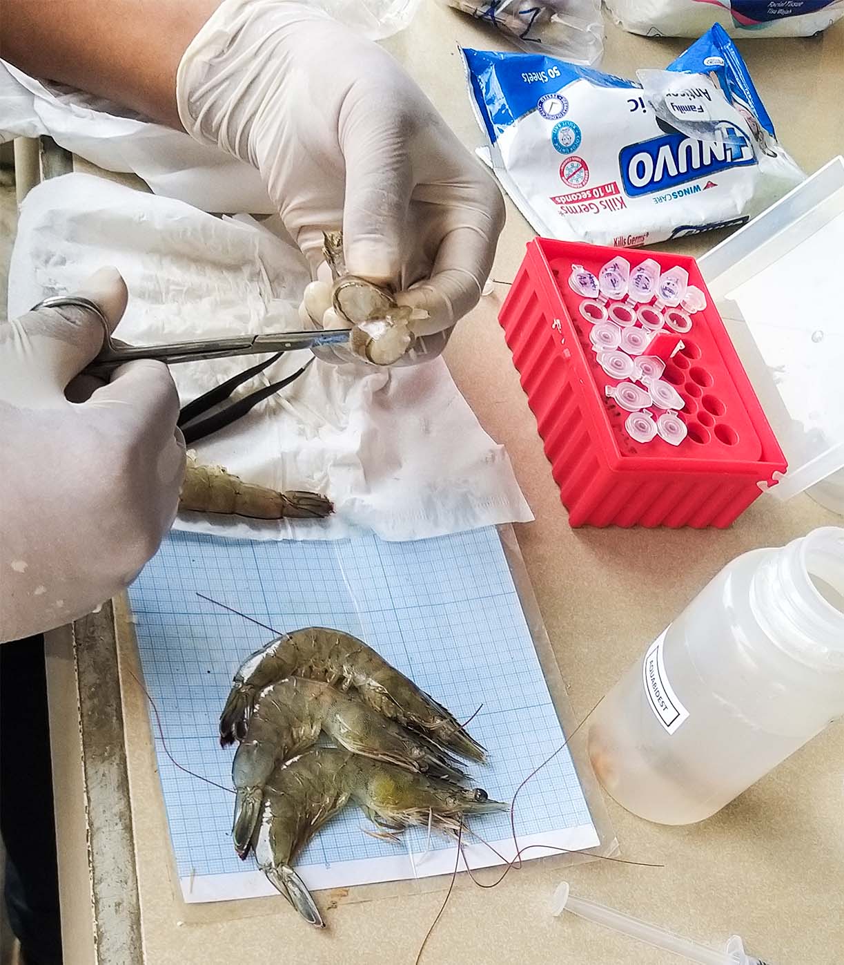 Pentingnya Data Treatment di Budidaya Udang - Trobosaqua.com